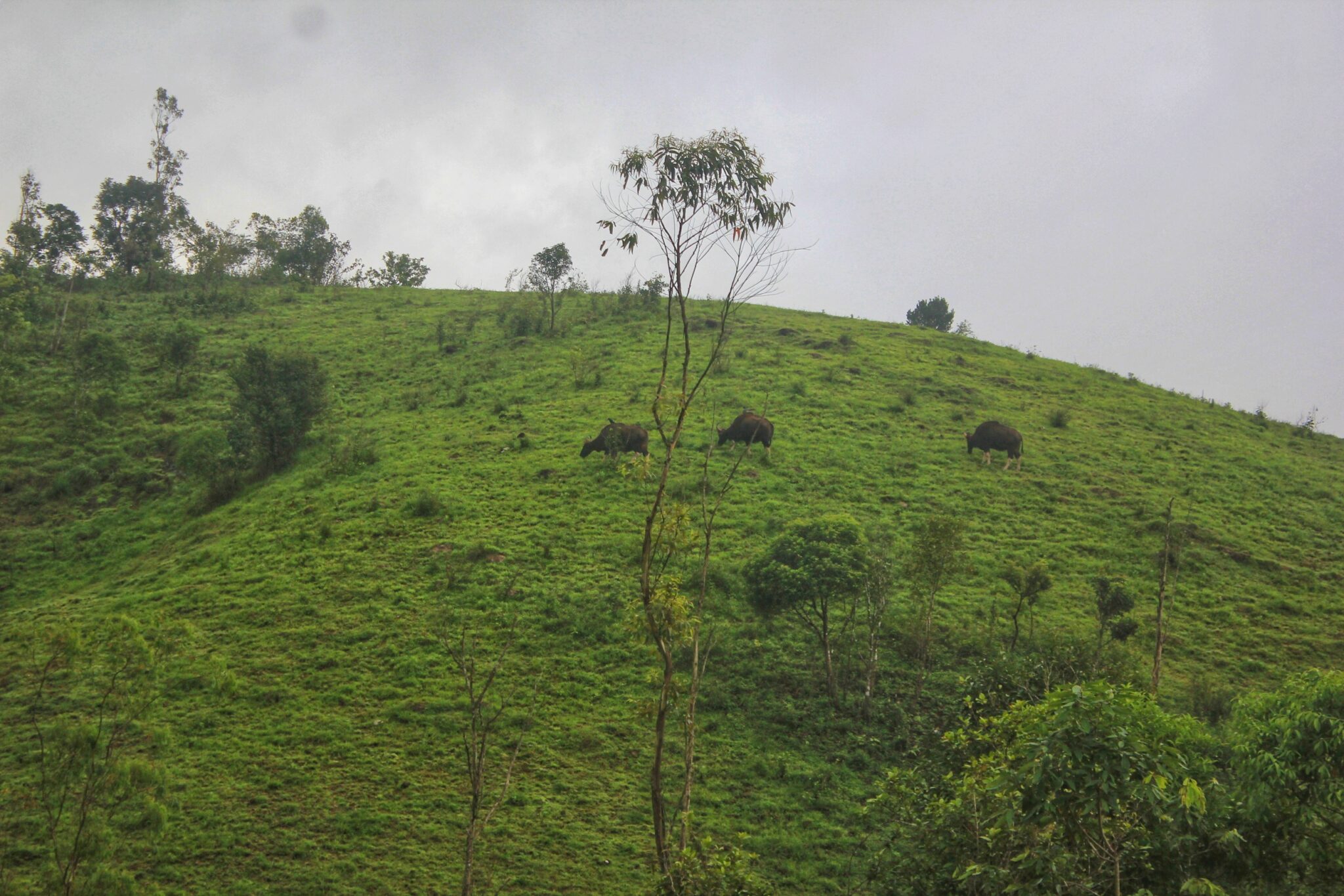 Dreamy Escapade to Gavi, Kerala, - ECHOES OF TRAVEL